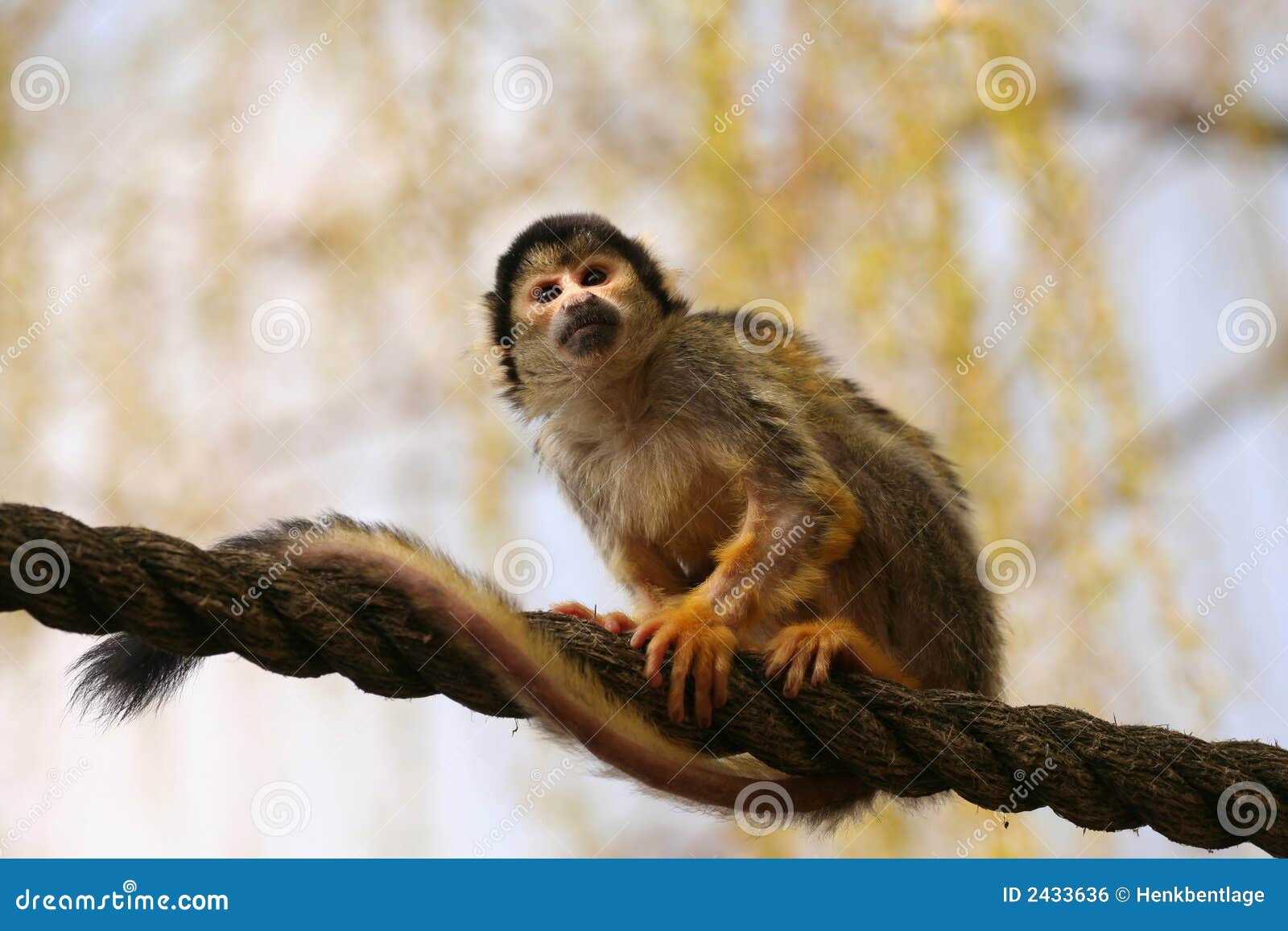 Black-capped Monkey on Rope Stock Photo - Image of evolution ...