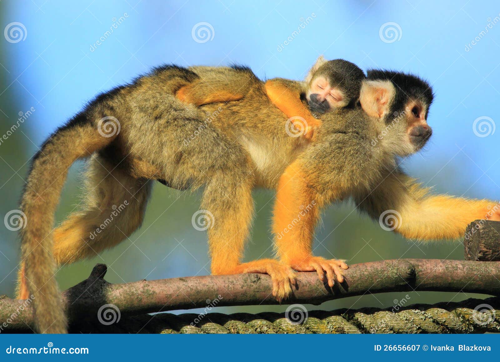 Black-capped Squirrel Monkey Stock Image - Image of capped, strolling ...