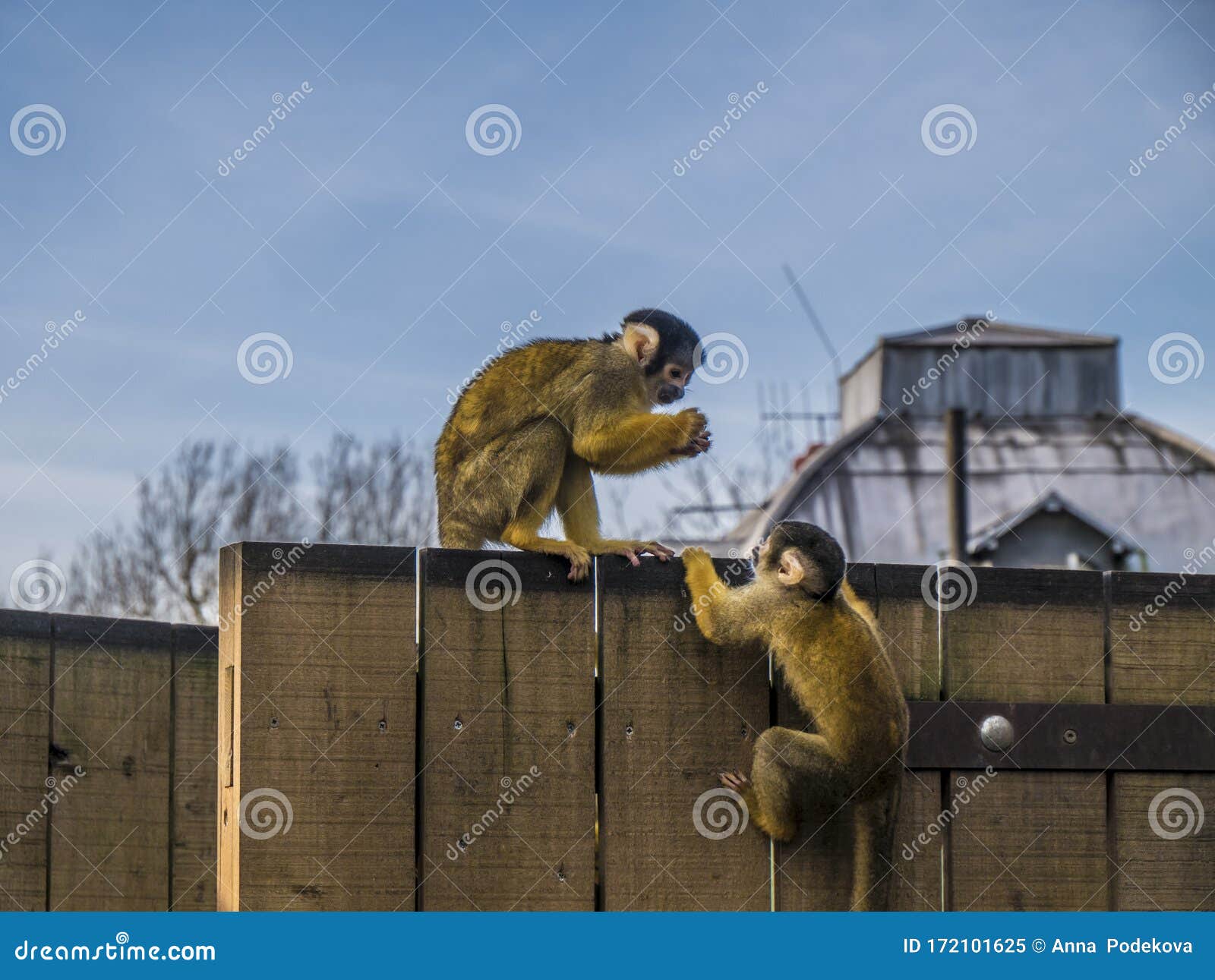Black-capped Squirrel Monkey in the London Zoo. Stock Image - Image of ...