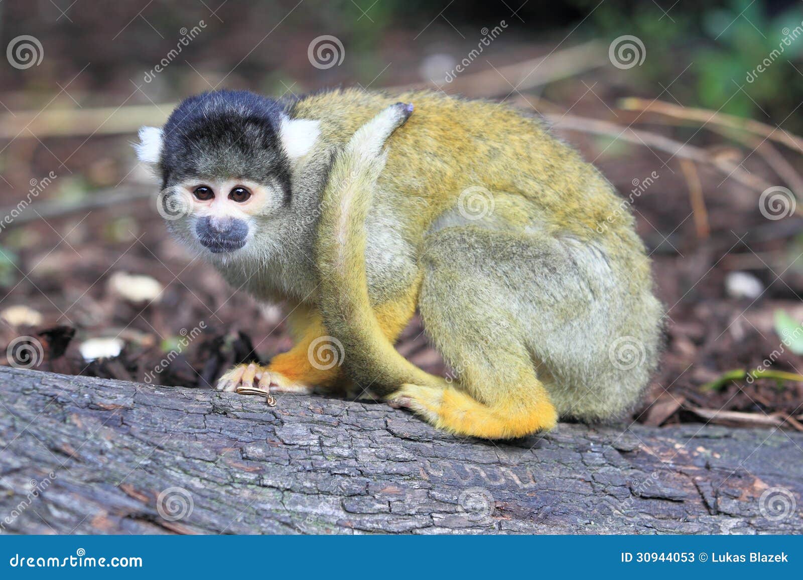 Black-capped Squirrel Monkey Stock Image - Image of black, animal: 30944053