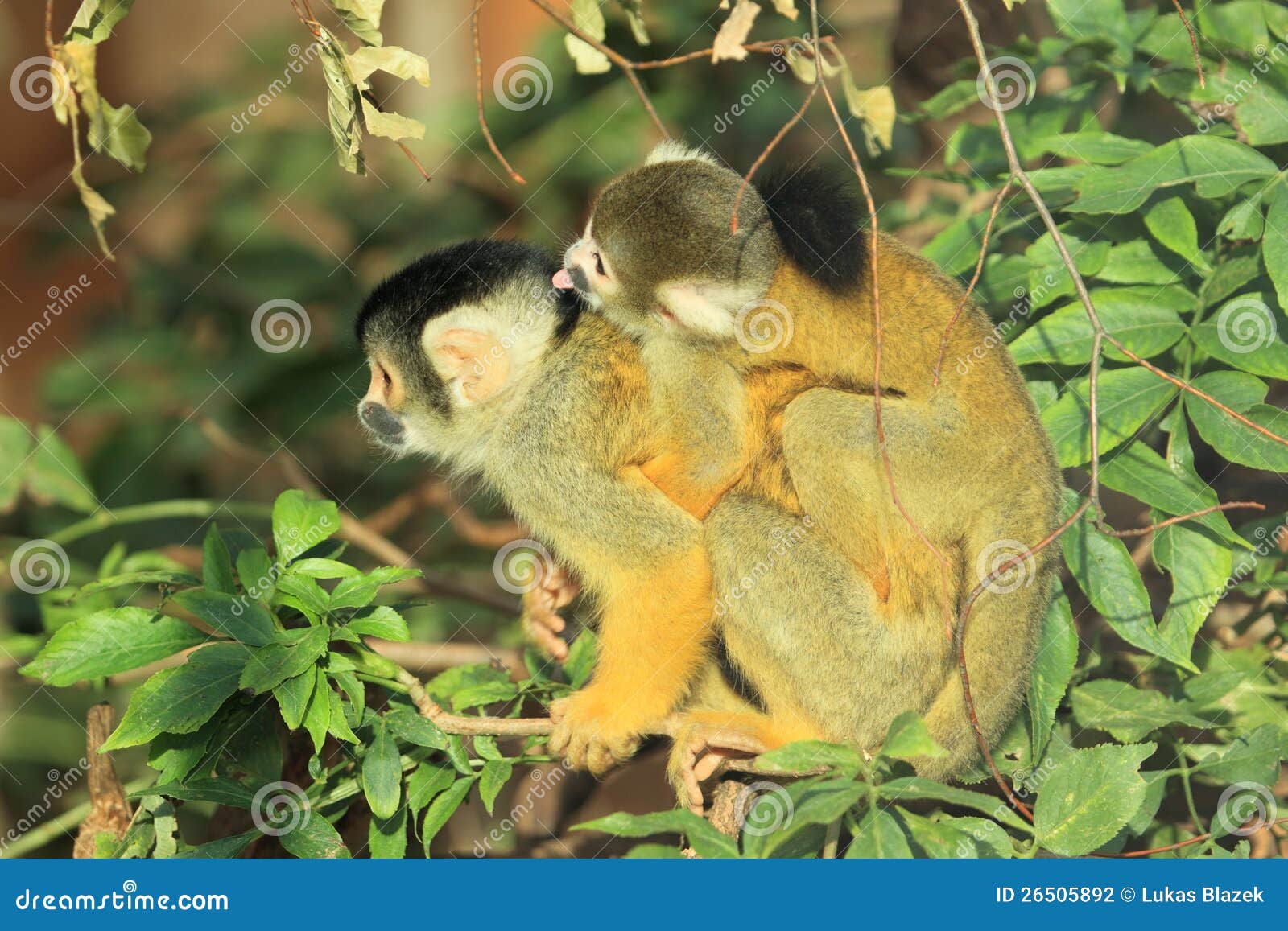 Black-capped Squirrel Monkeys Stock Photo - Image of animal, squirrel ...