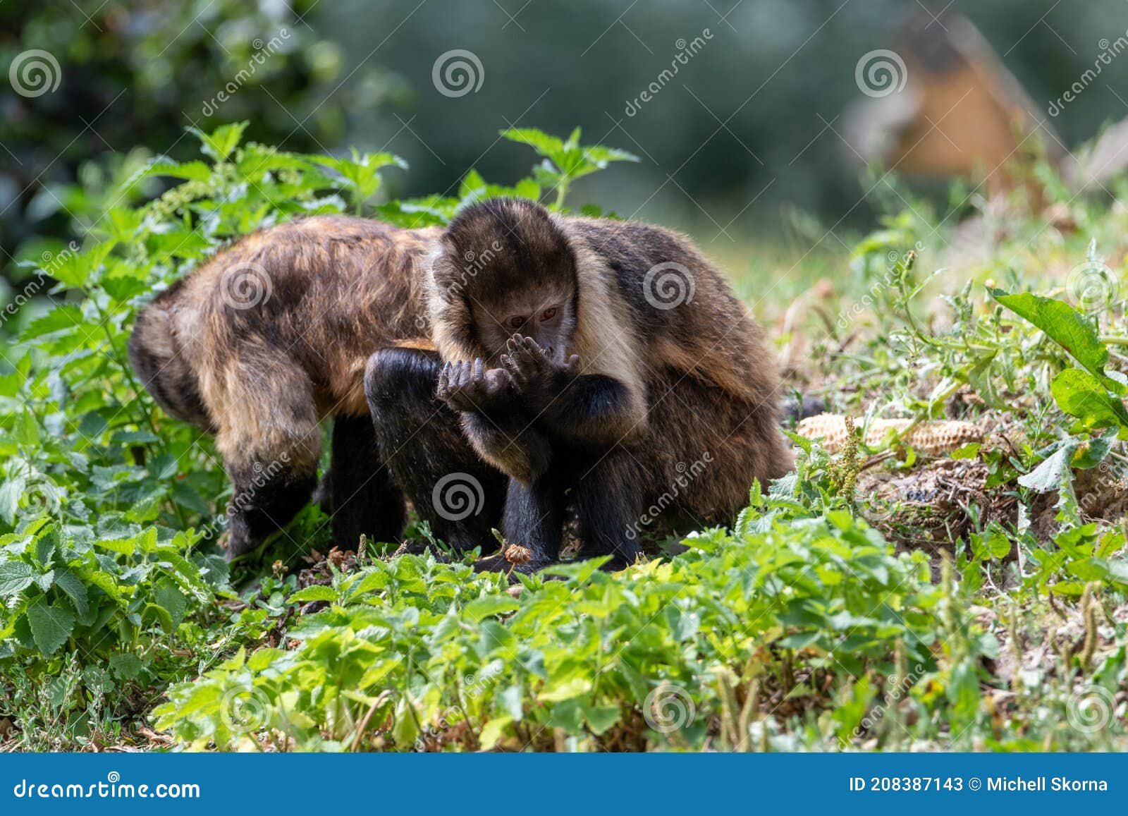 Black Capuchin Monkey with Its Hands To His Face Stock Image - Image of ...
