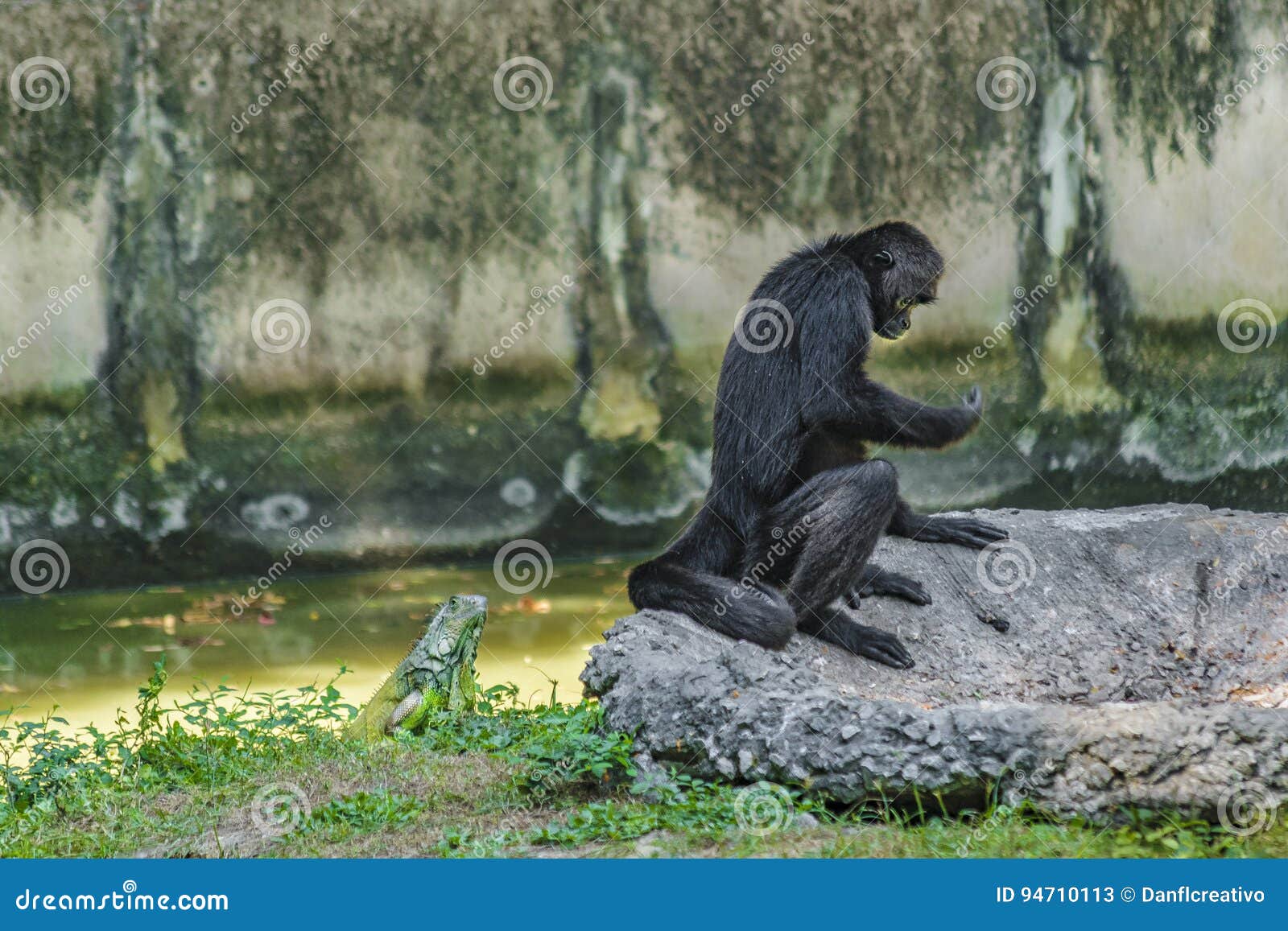 Black Capuchin Monkey and Iguana at Zoo Stock Image - Image of parque ...