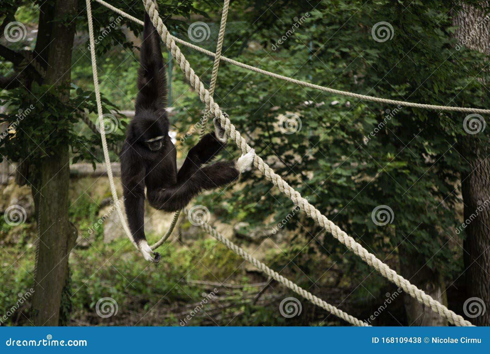 A Black Capuchin Monkey Playing on Ropes Stock Photo - Image of dancing ...