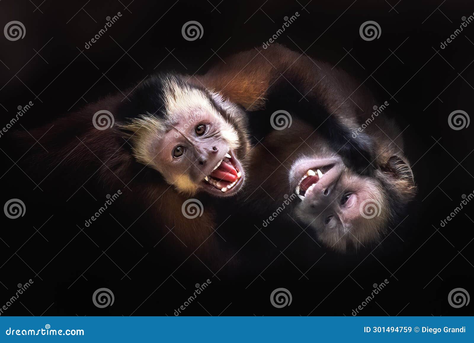 Two Monkeys Fighting In The Sand Royalty-Free Stock Photo ...