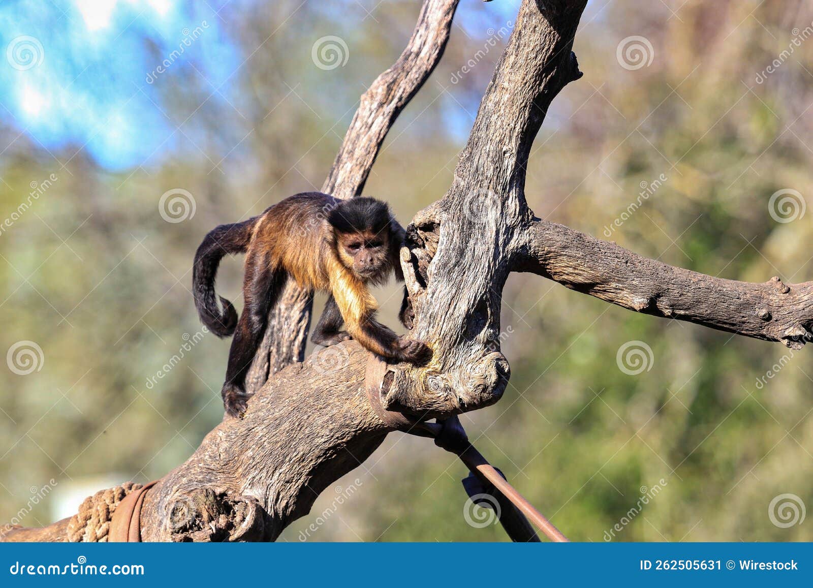 Black capuchin on a tree stock image. Image of tree - 262505631