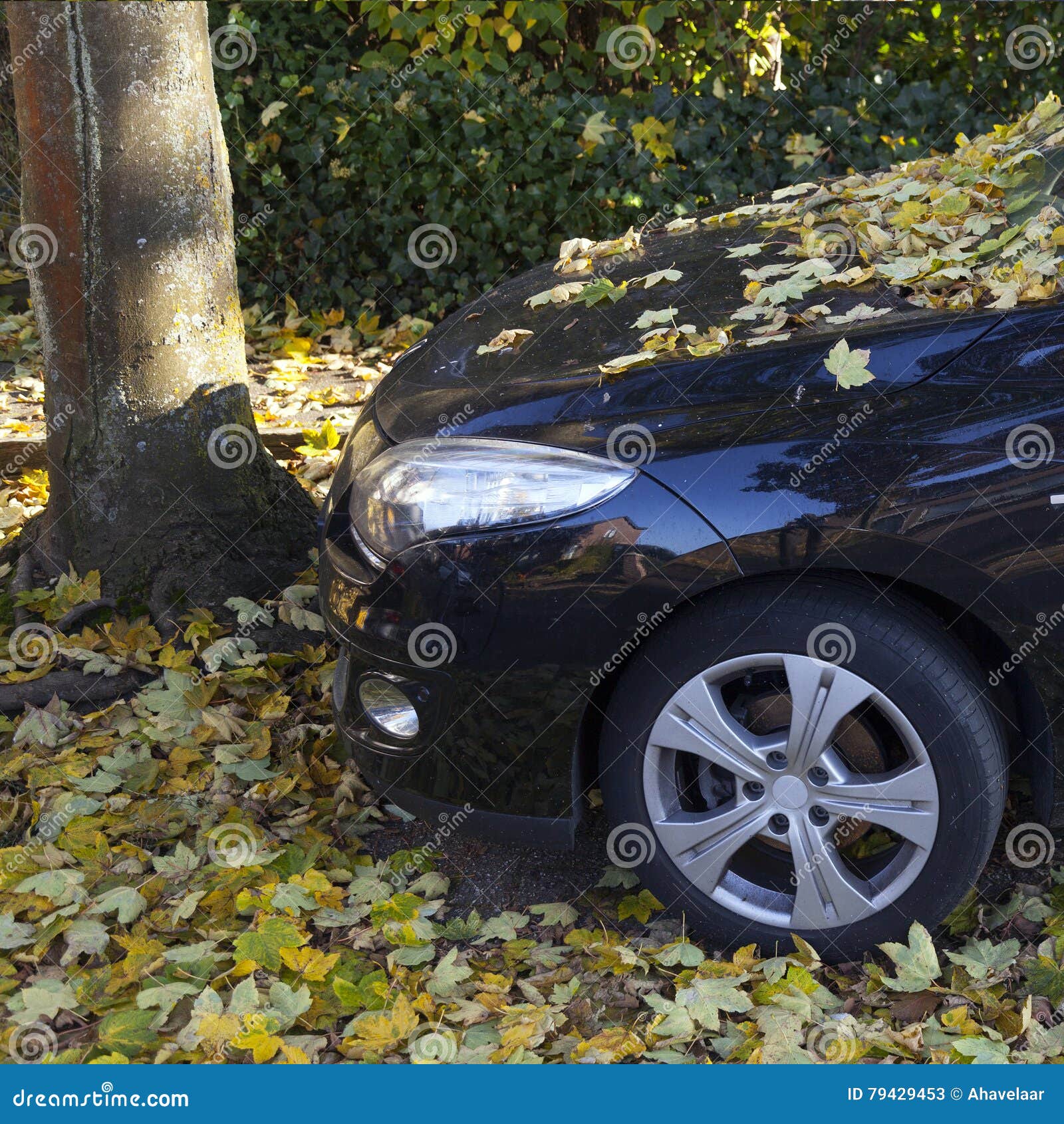 Black Car Covered in Fallen Autumn Leaves from Maple Tree in the Stock ...