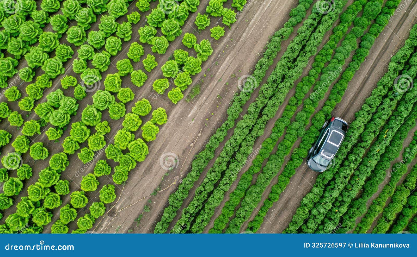 A Black Car Drives through Two Rows of Crops from an Aerial Perspective ...
