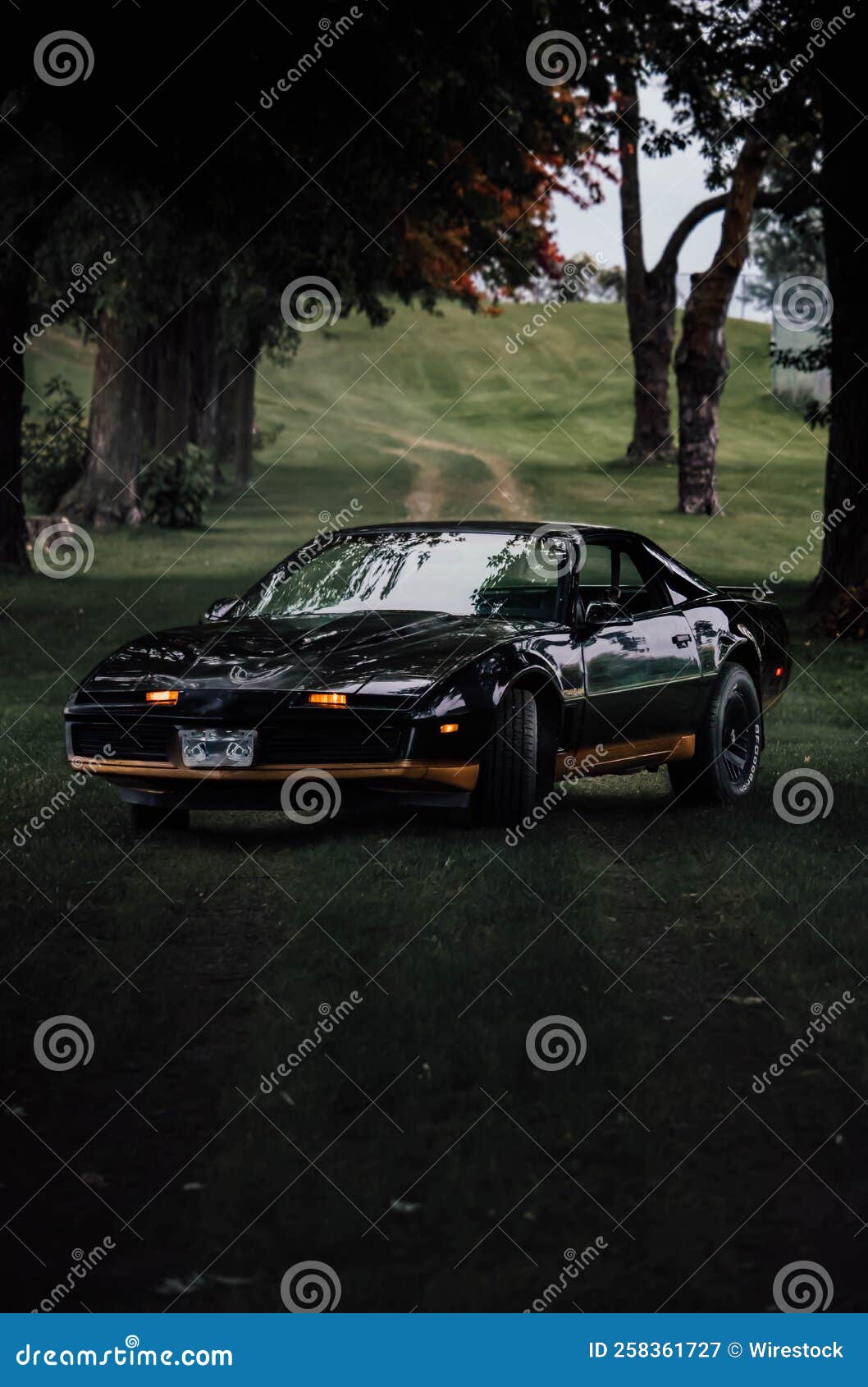 Black Car on a Trail in a Forest Stock Image - Image of trail, luxury ...