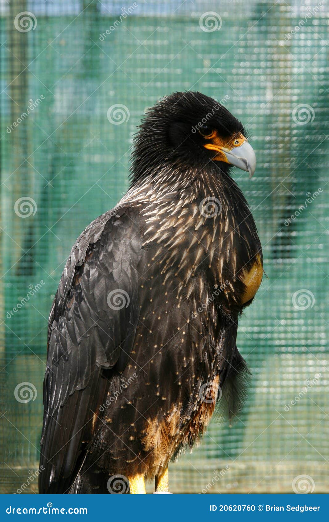 Black Caracara Highly Intelligent Bird of Prey. Stock Photo - Image of ...