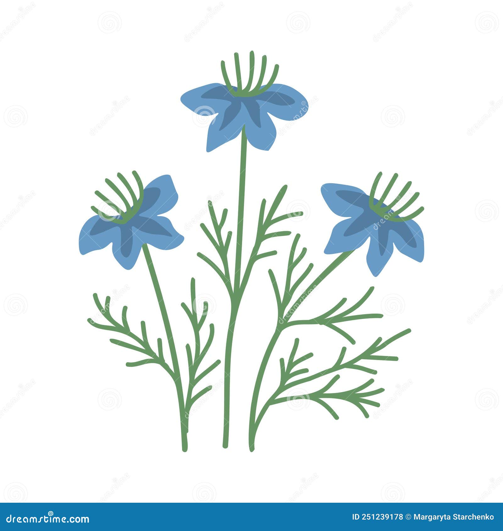 Caraway Plant Vector Hand Drawn Illustration. Isolated Spice ...