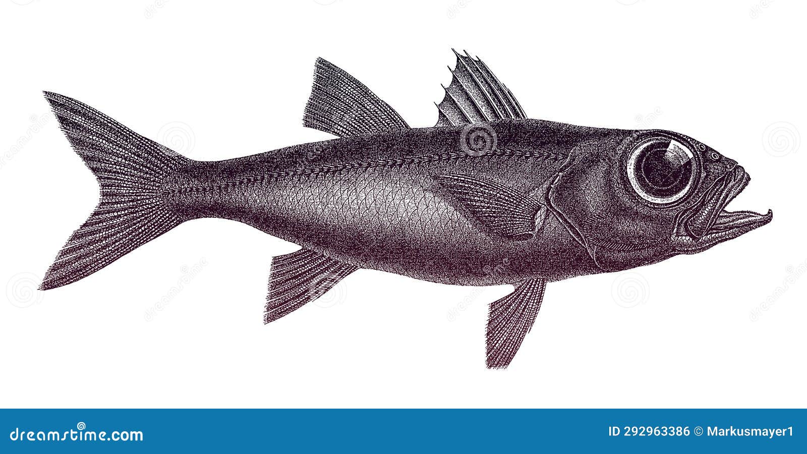 Black Cardinal Fish Epigonus Telescopus in Side View Stock Illustration ...