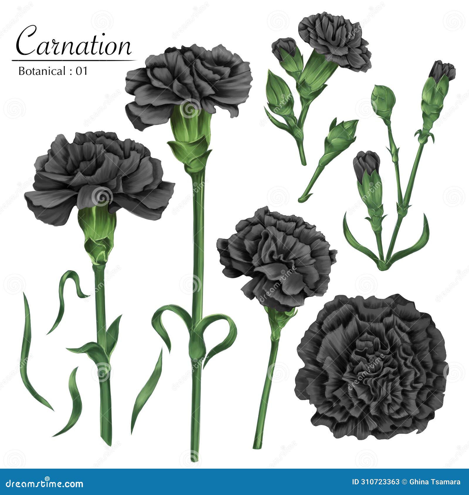 Black Carnation Illustration for January Stock Illustration ...