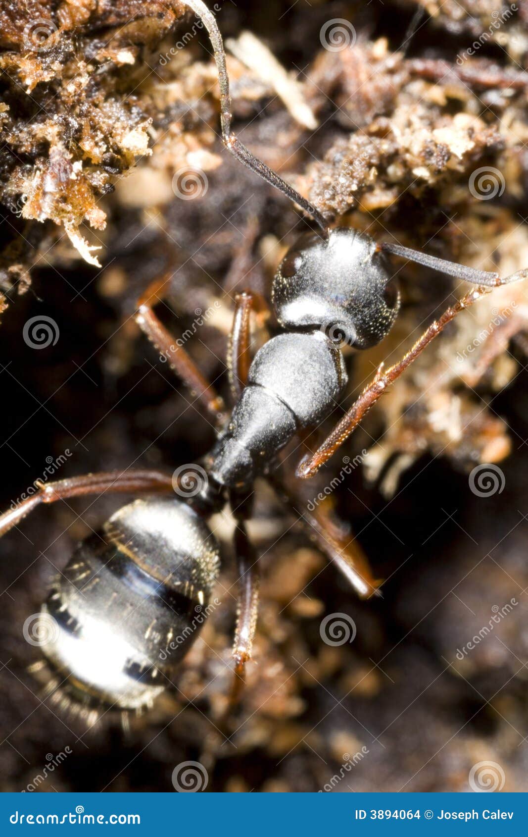 Black Carpenter Ant (Camponotus Pennsylvanicus) Royalty-Free Stock ...