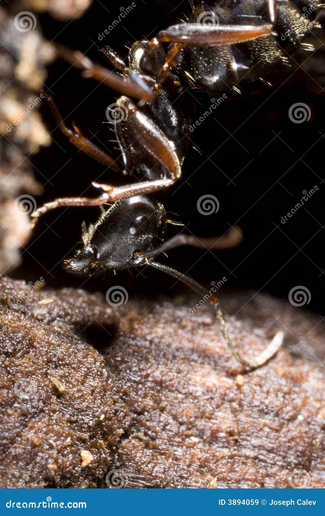 Black Carpenter Ant Climbing Down Stock Image - Image of climbing ...