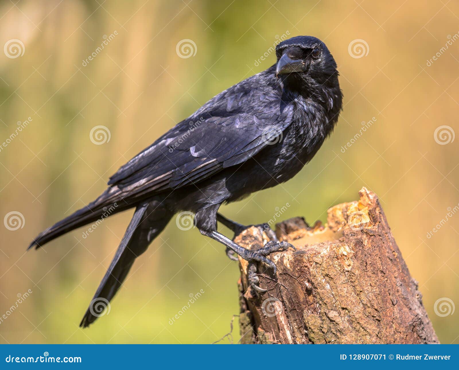 Black Carrion Crow stock image. Image of france, closeup - 128907071