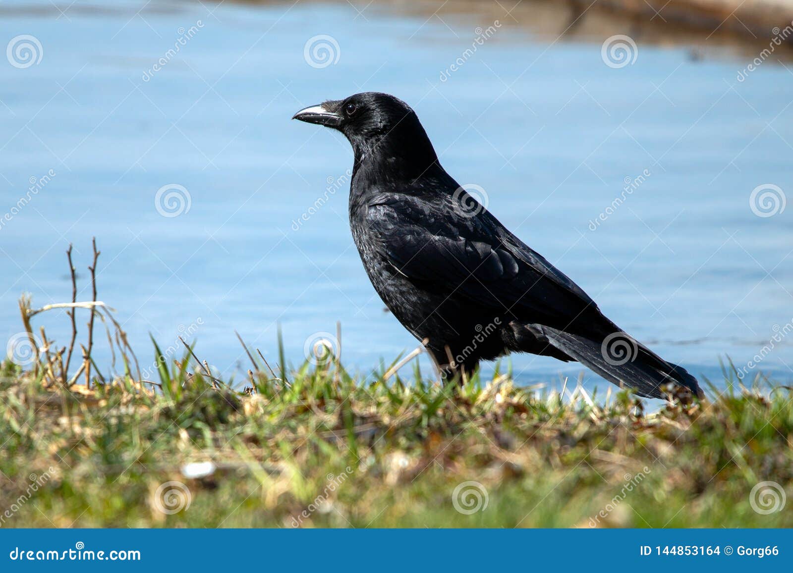 A Crow In Side Profile. Stock Photography | CartoonDealer.com #246183500