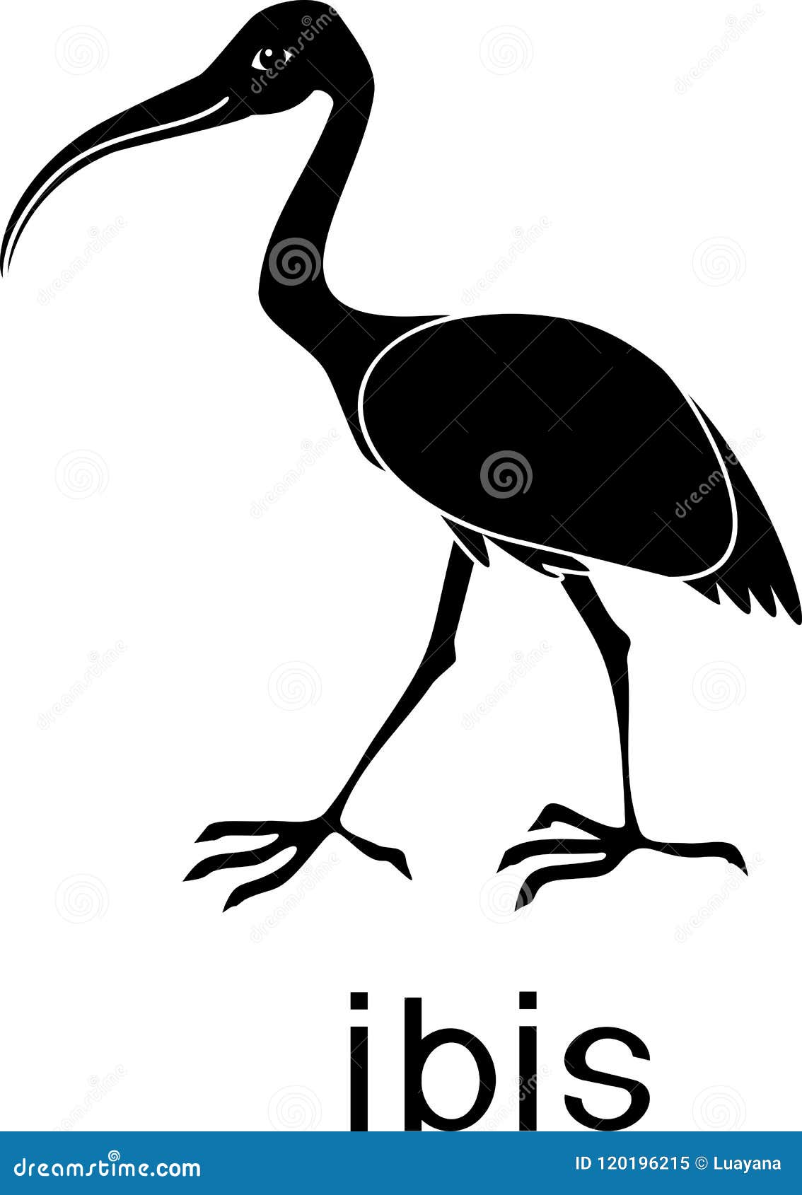 Black Cartoon Ibis on White Background with Title Stock Vector ...