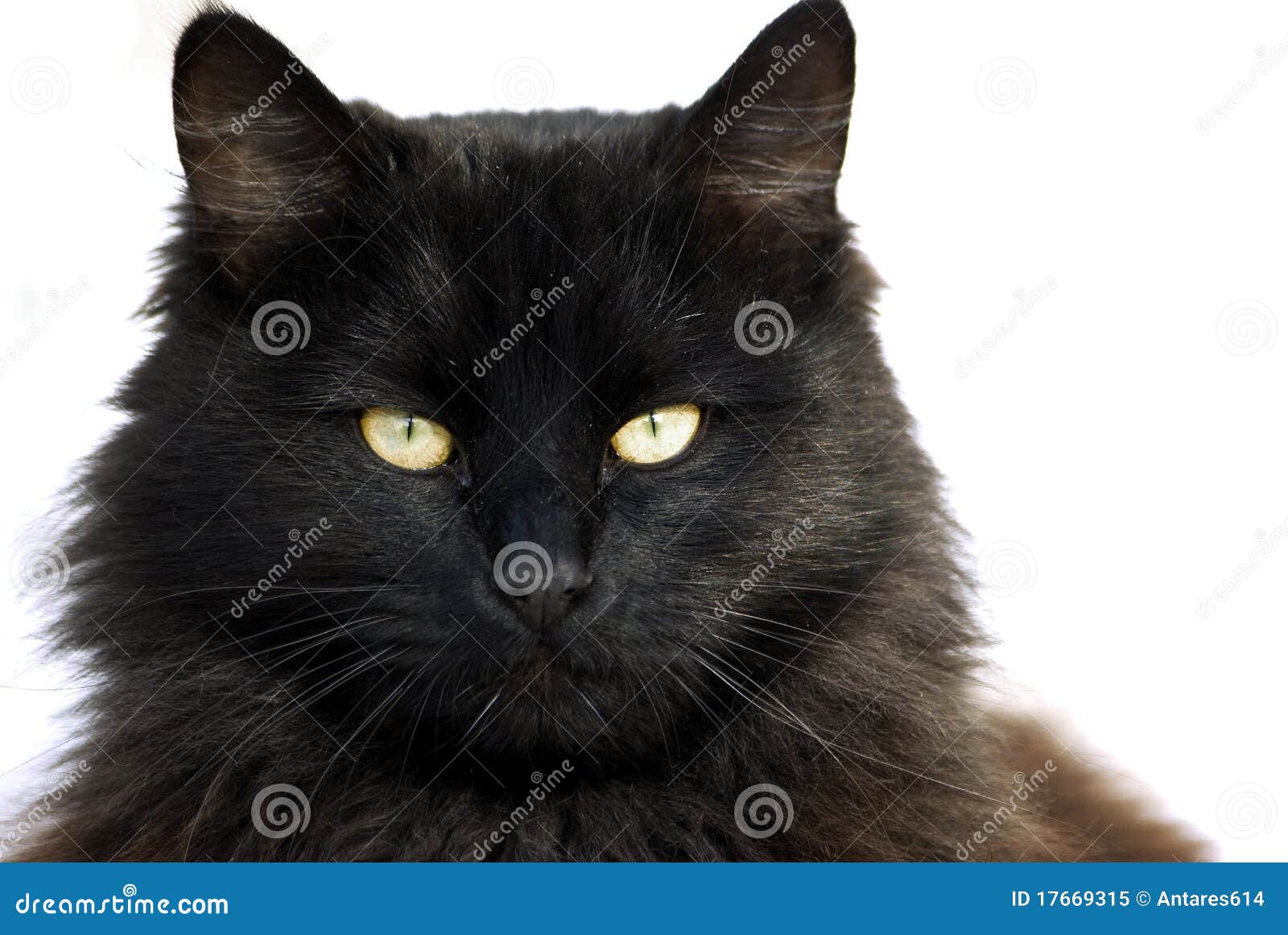 Black cat stock image. Image of pets, adorable, mammal - 17669315
