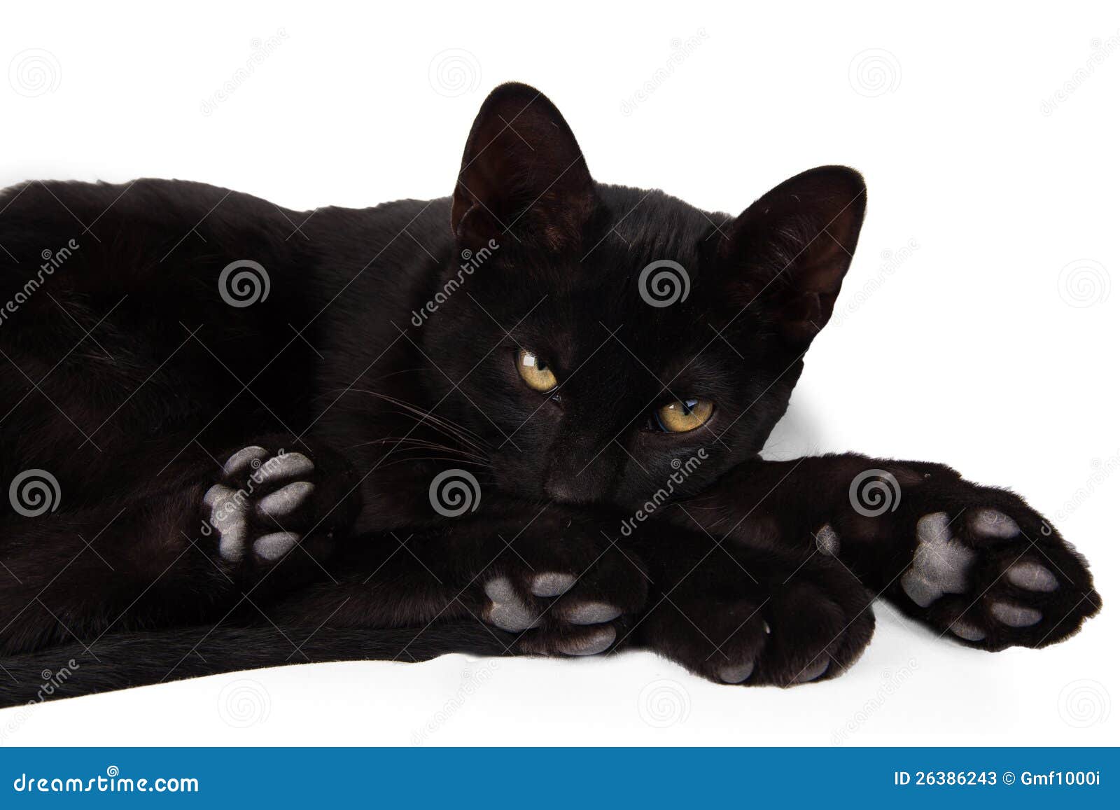 Black cat stock image. Image of domestic, young, kitten - 26386243