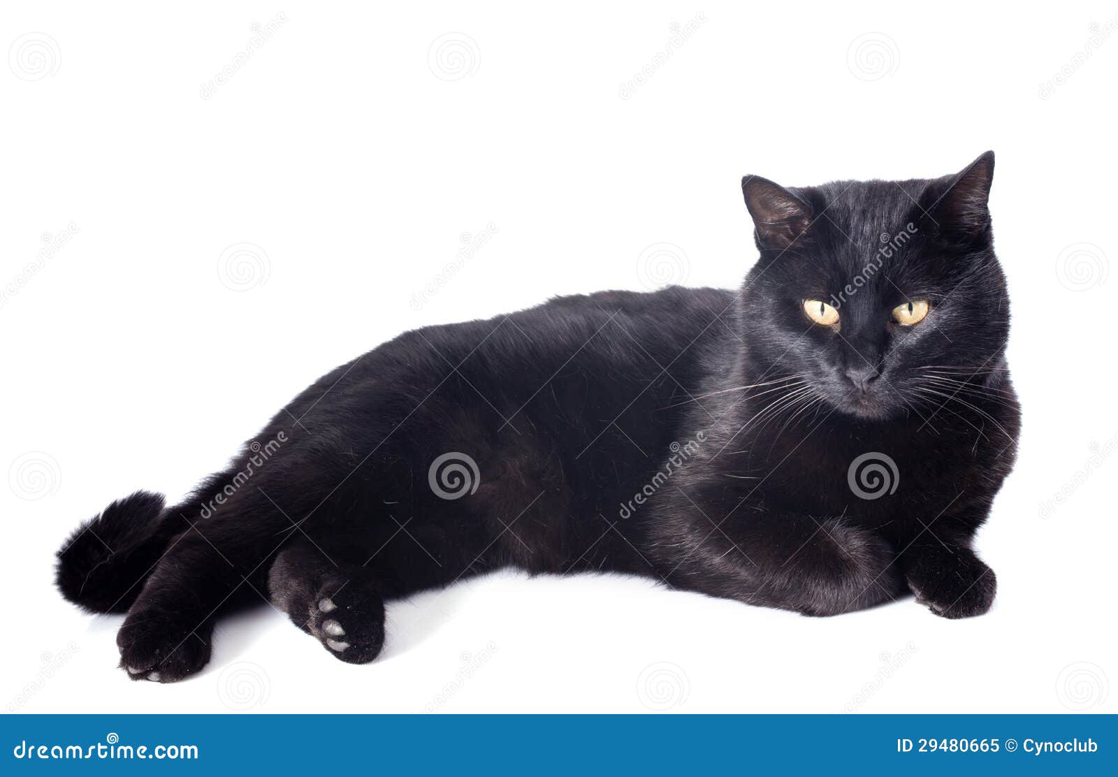 Black cat stock image. Image of feline, studio, animal - 29480665
