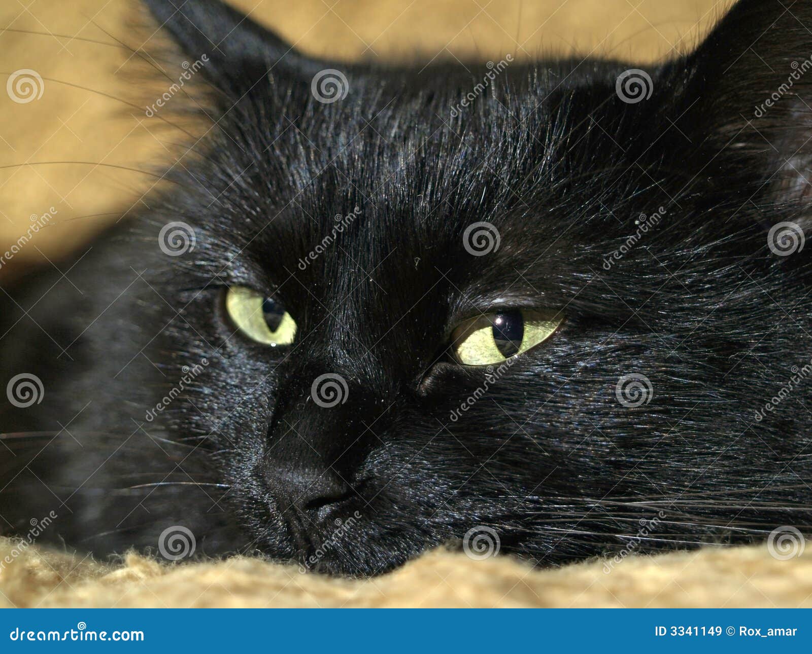Black cat stock image. Image of feline, domestic, senior - 3341149