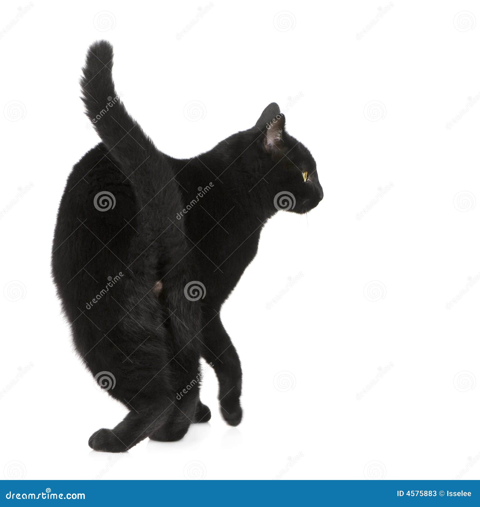 395 Black Cat Rear Photos - Free & Royalty-Free Stock Photos from ...
