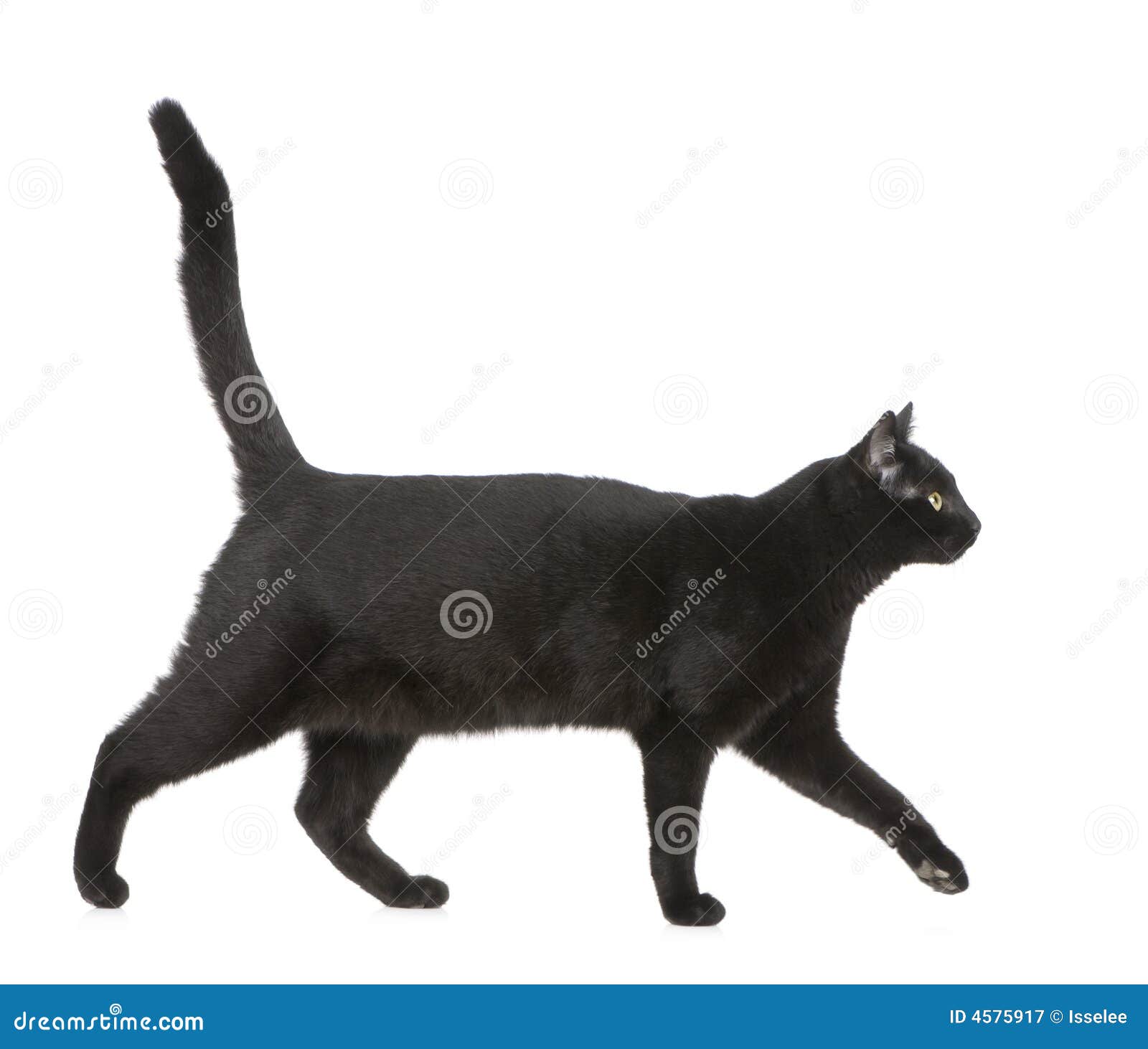 Black cat stock image. Image of domestic, feline, pets - 4575917