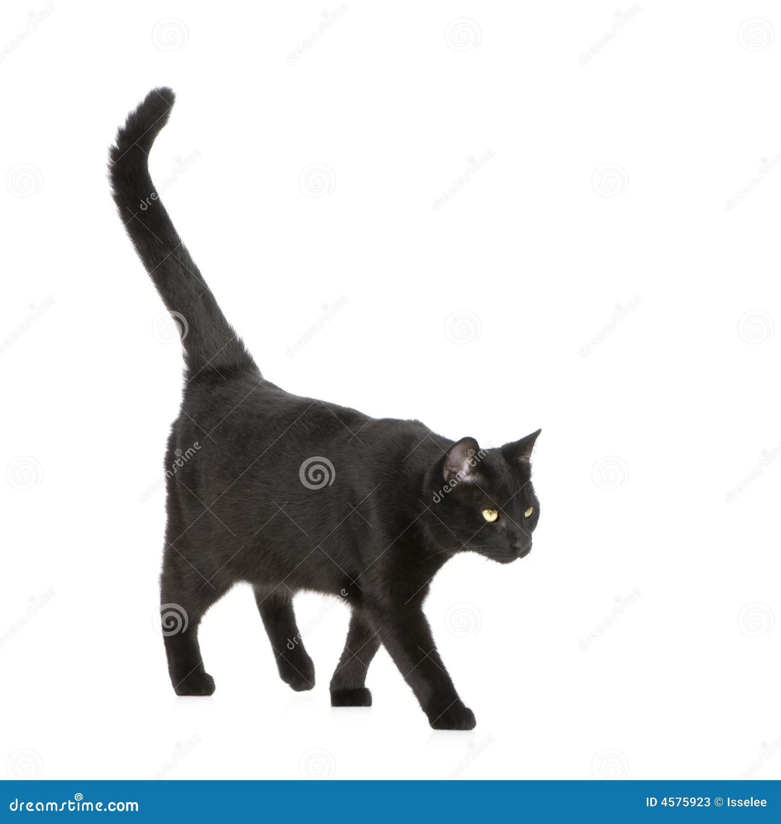 Black cat stock image. Image of feline, portrait, shot - 4575923
