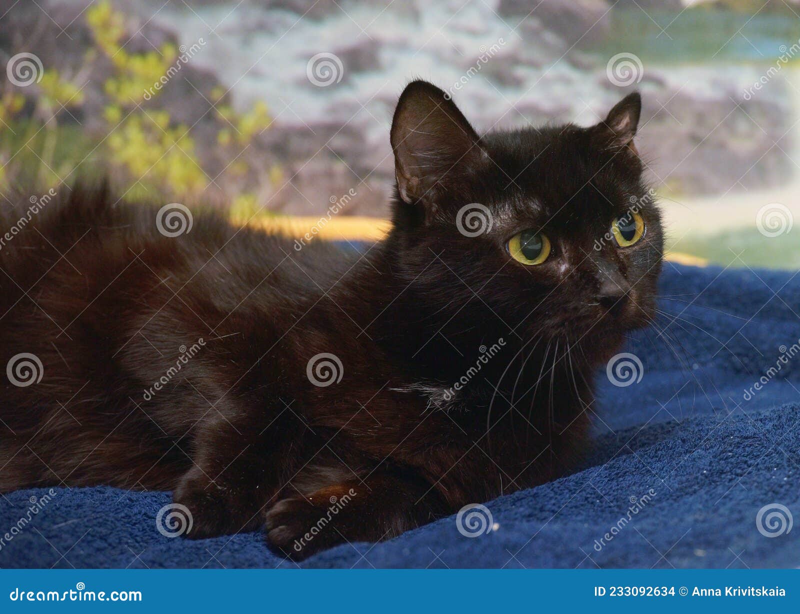 Black cat at the age of 15 stock photo. Image of people - 233092634