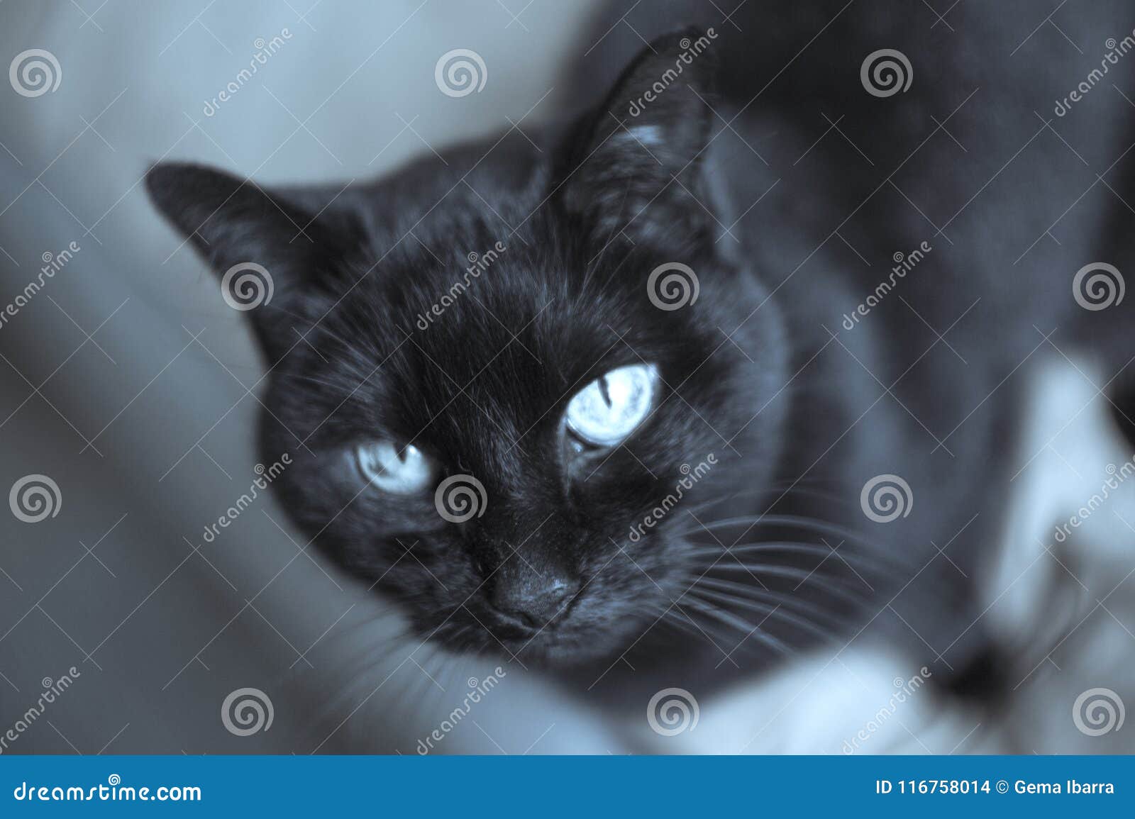 Black cat on alert stock photo. Image of face, domestic - 116758014