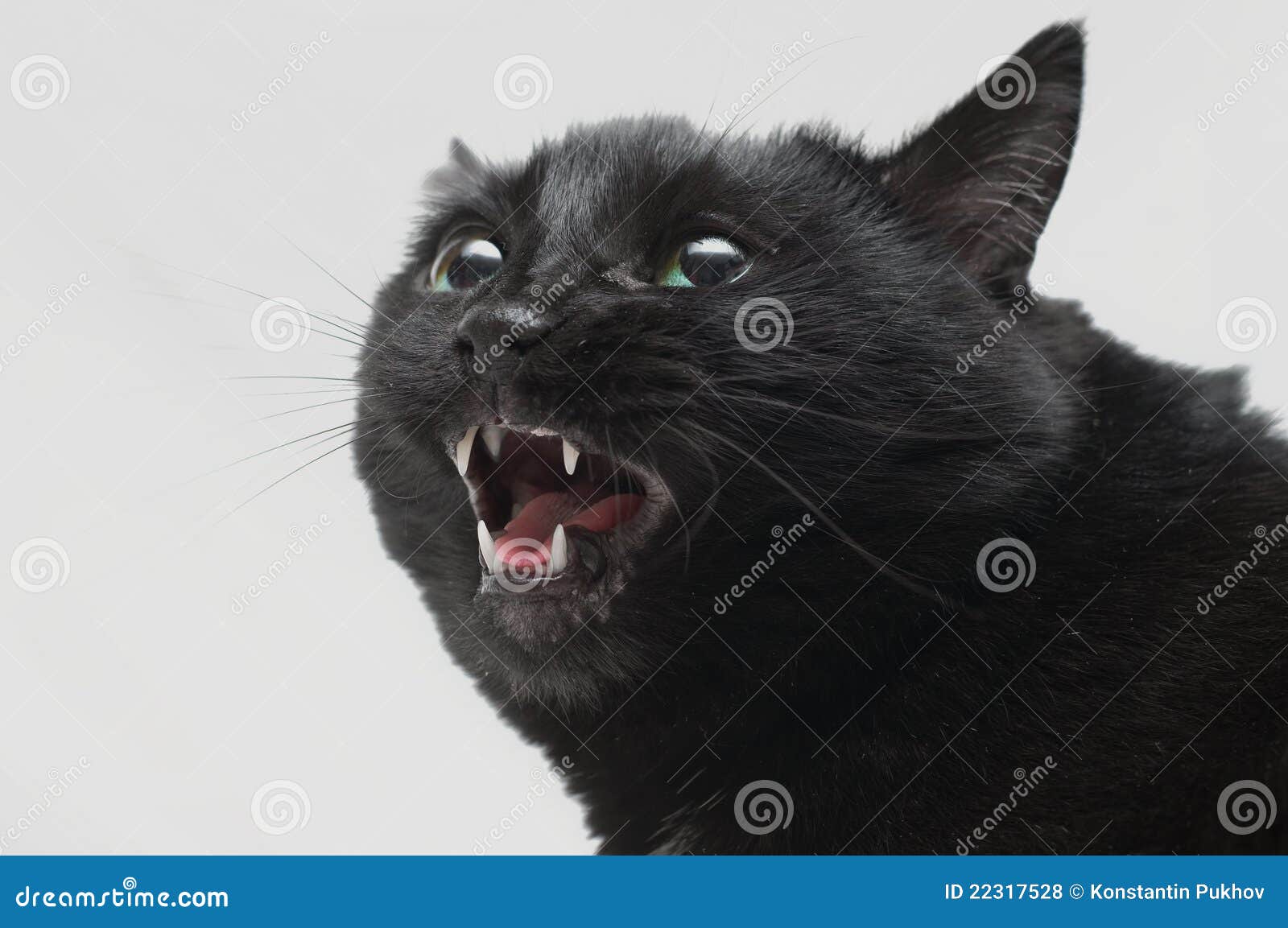 Screaming Black Cat
