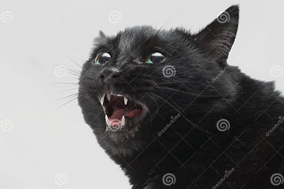 Black cat in anger stock photo. Image of aggression, mouth - 22317528