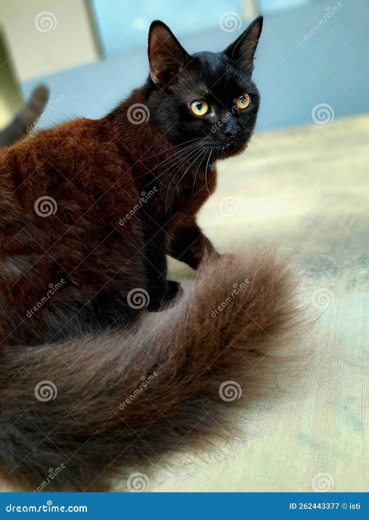 The Black Cat is Angry and Ready To Pounce Stock Image - Image of ...