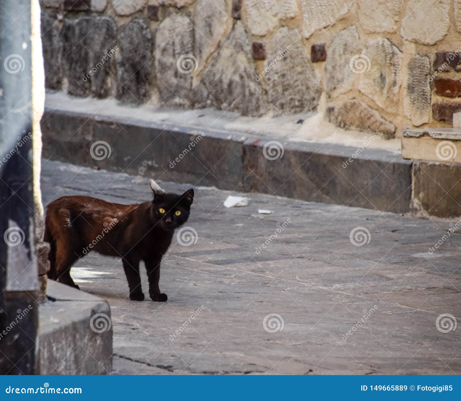 Black Cat Around Corner at Home. Black Cat Runs Across the Stock Image ...
