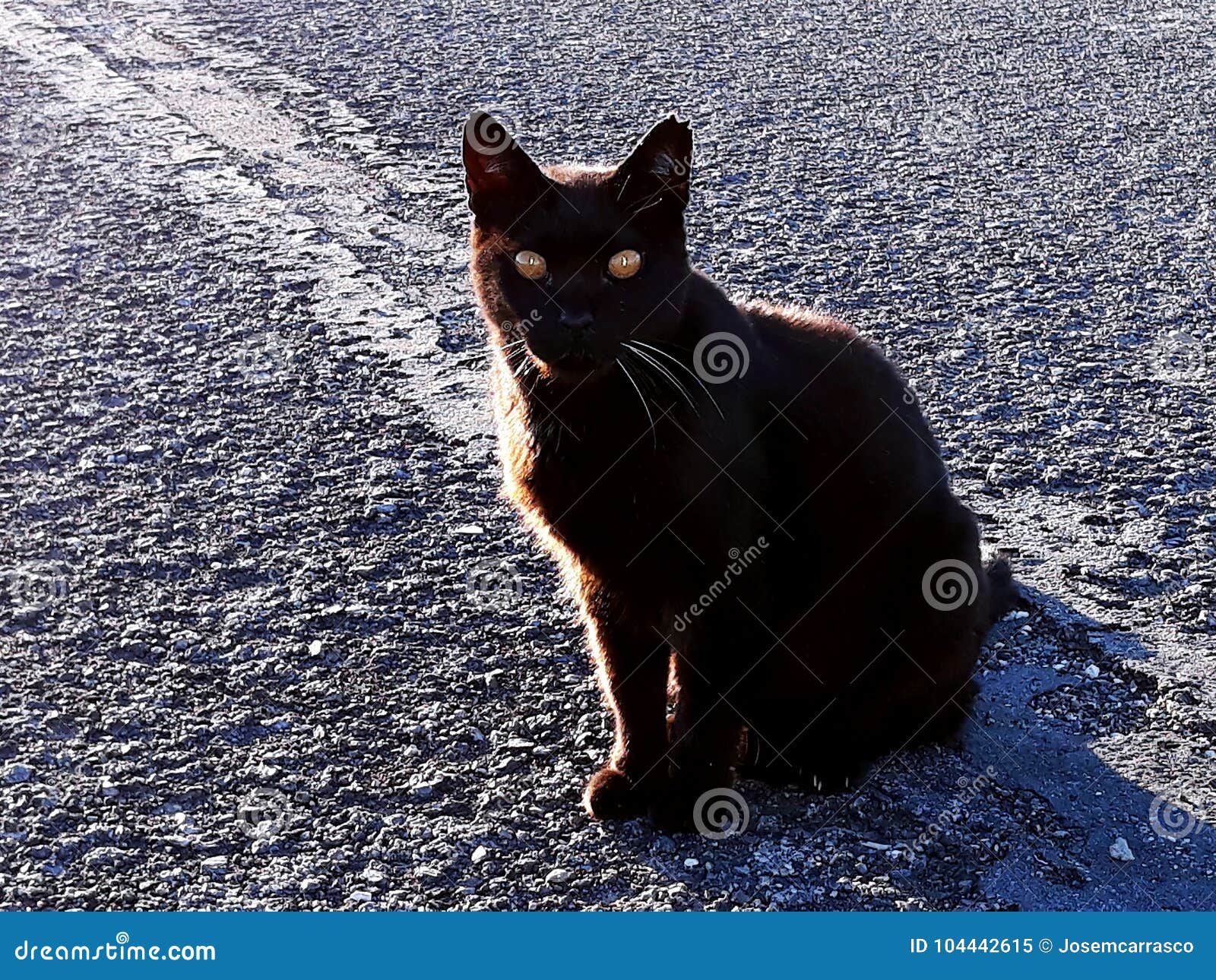 Black cat on the road stock image. Image of sidewalk - 104442615