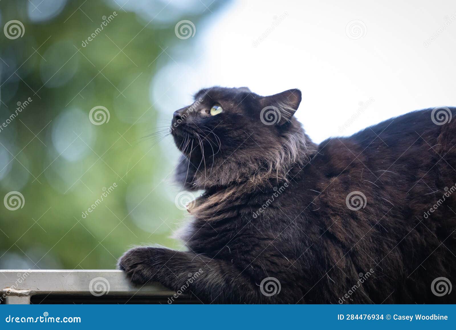 Black Cat Balancing on White Fence Looking Up at Stock Photo - Image of ...