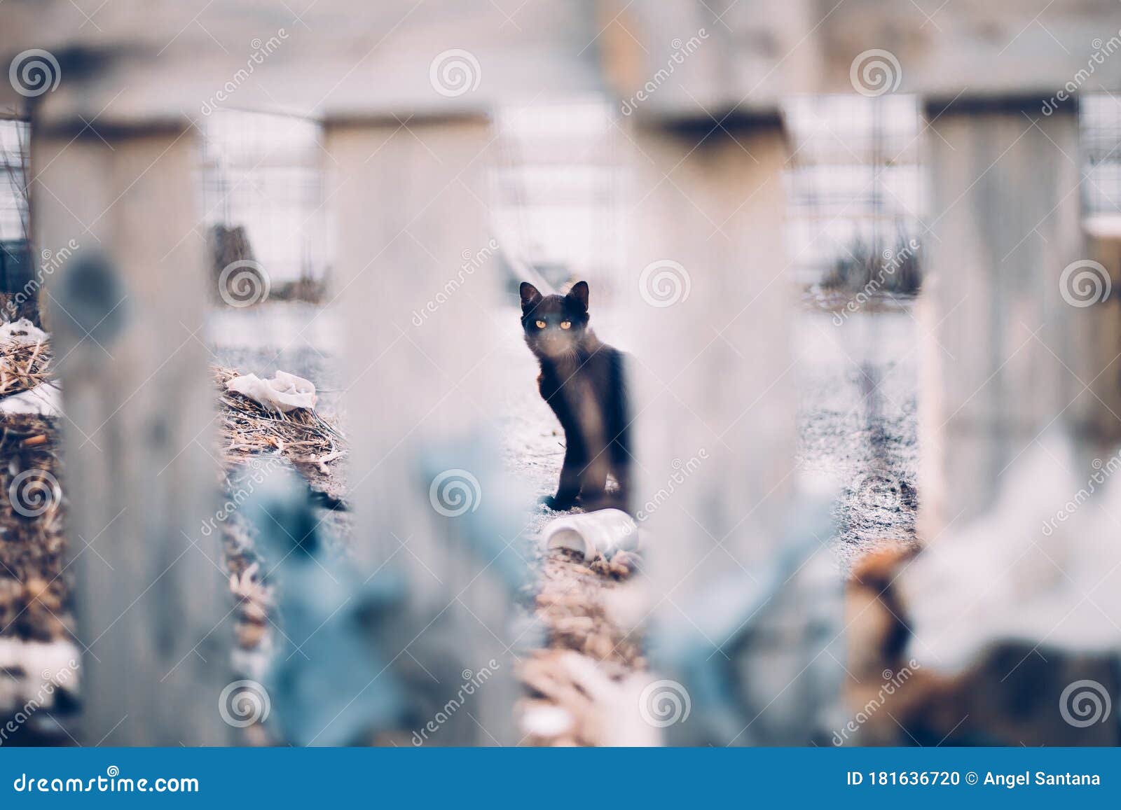 Black cat behind a fence stock photo. Image of mammal - 181636720