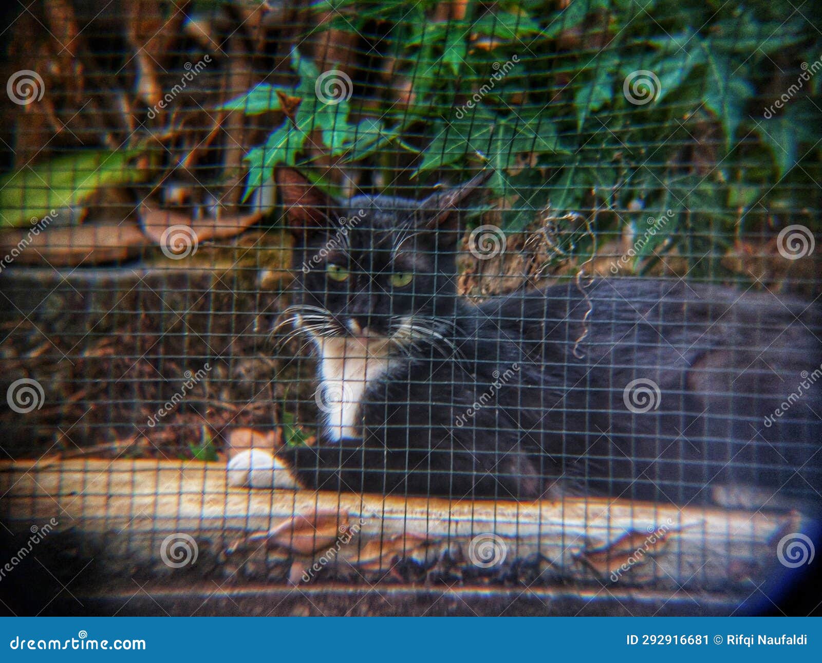 Black cat behind wire mesh stock image. Image of wire - 292916681