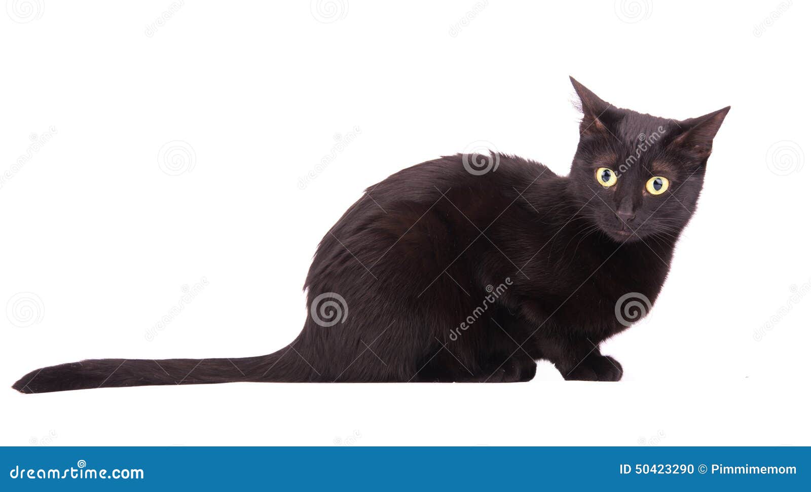 Black Cat with a Bewildered Look on Her Face Stock Photo - Image of ...