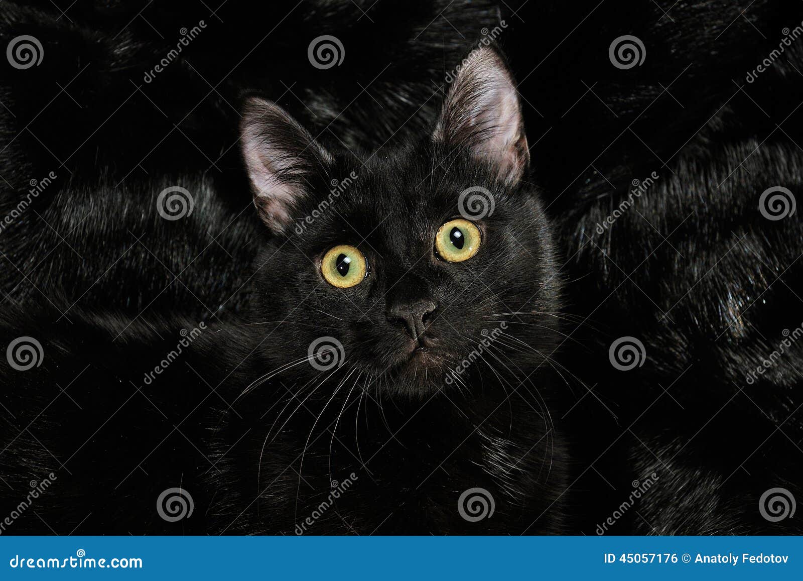 Black cat on black fur stock photo. Image of watching - 45057176