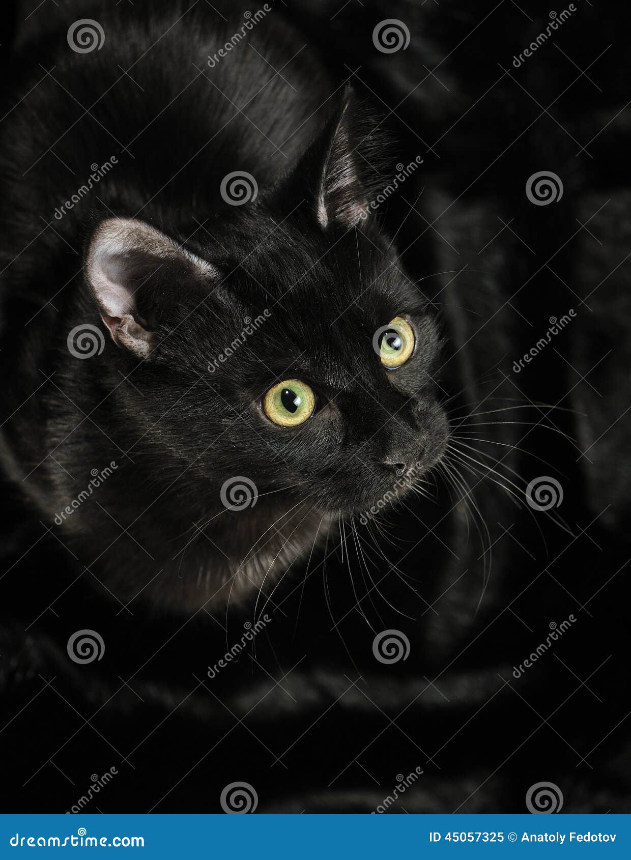 Black cat on a black fur stock image. Image of kitten - 45057325