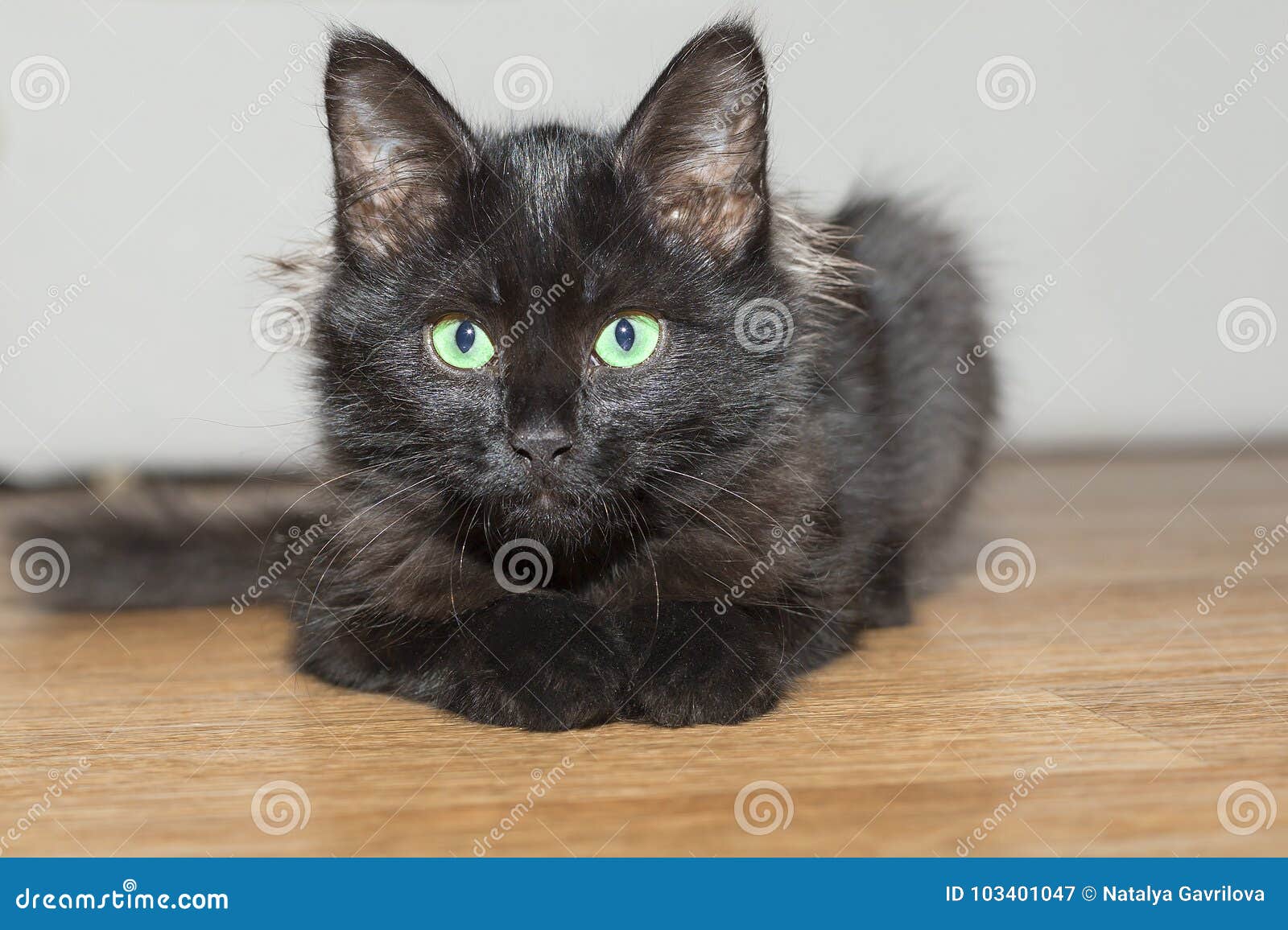 Black cat stock image. Image of nose, green, animal - 103401047