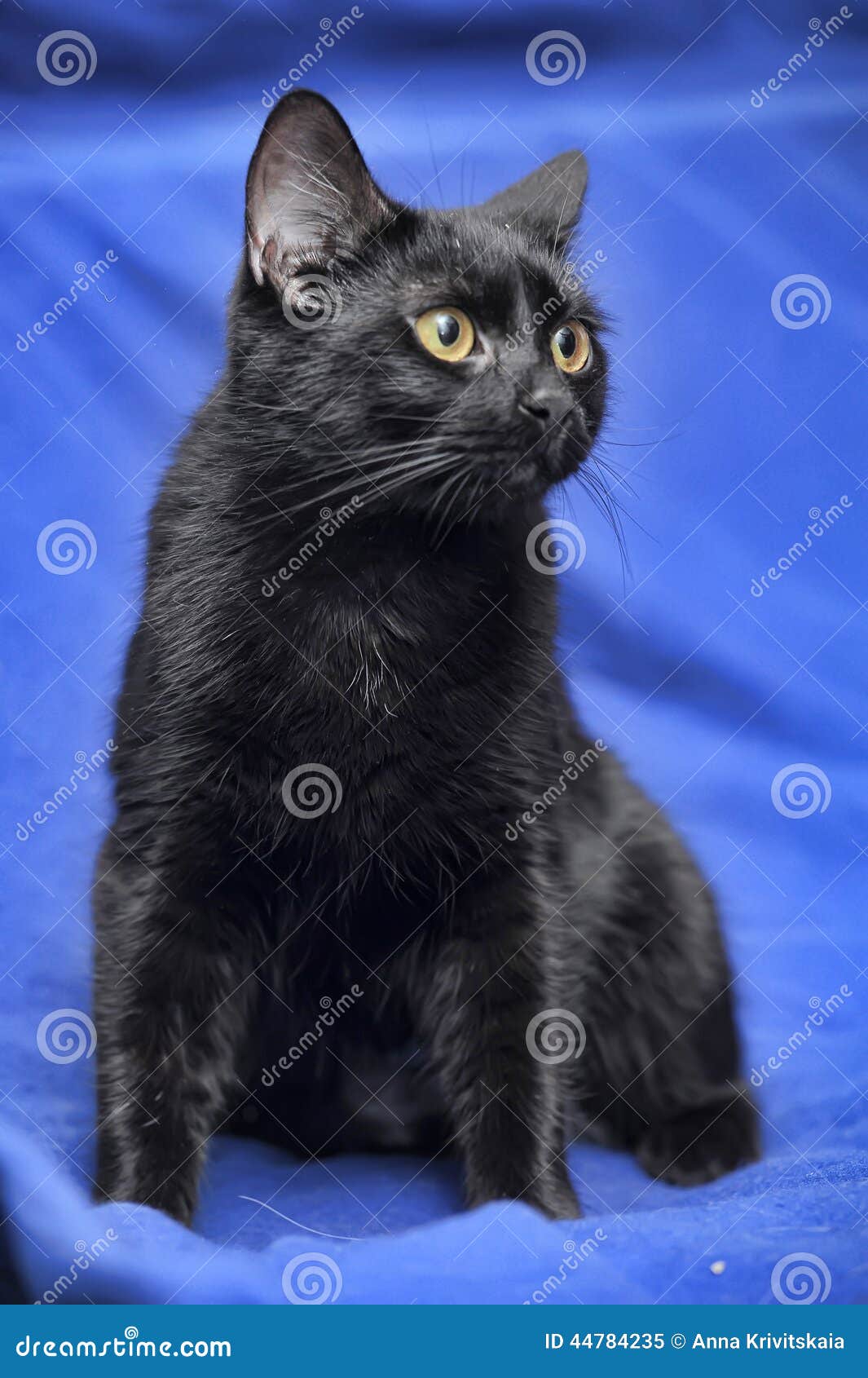 Black cat on a blue stock image. Image of holiday, celebration - 44784235