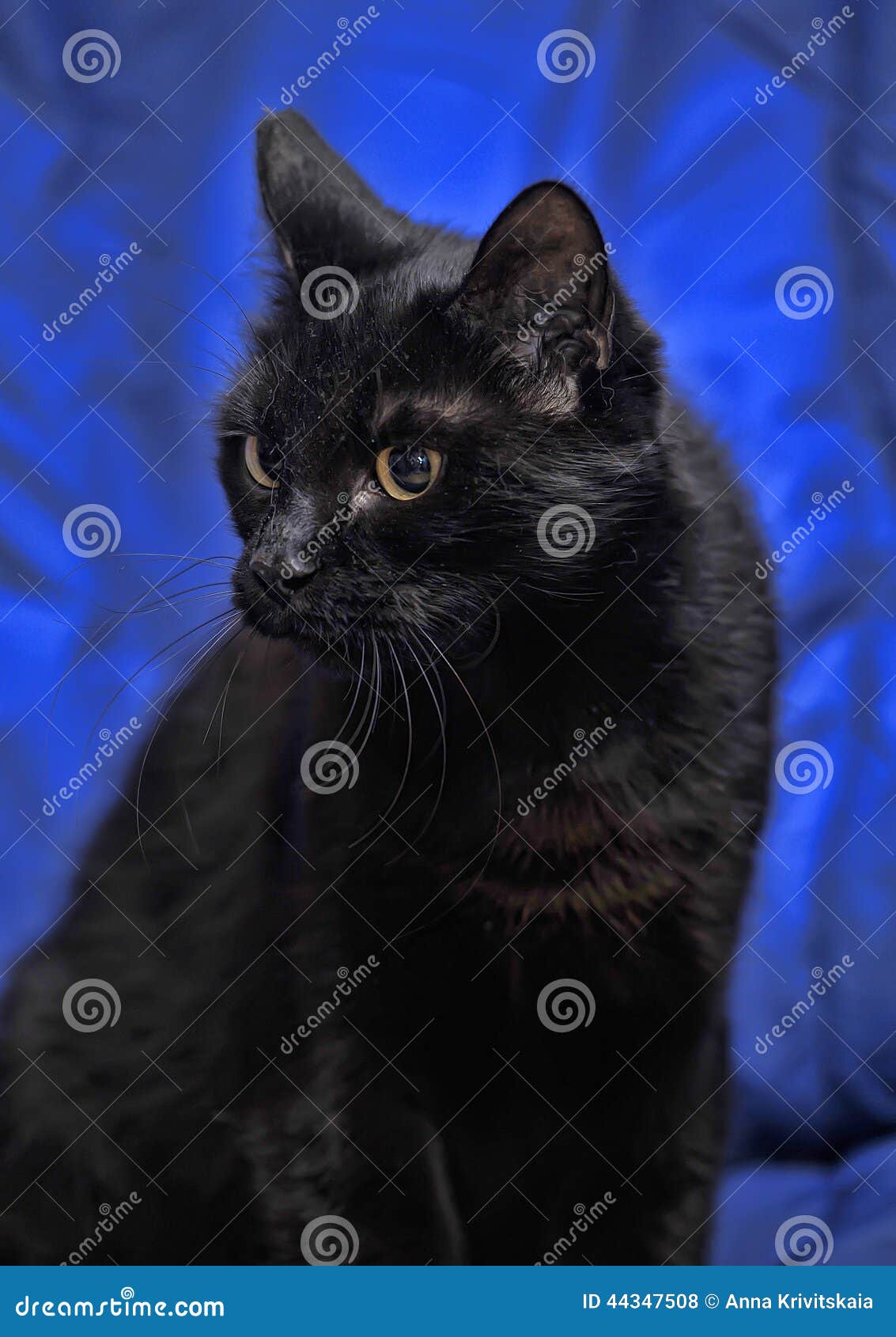 Black Cat on Blue Background Stock Photo - Image of blue, magic: 44347508