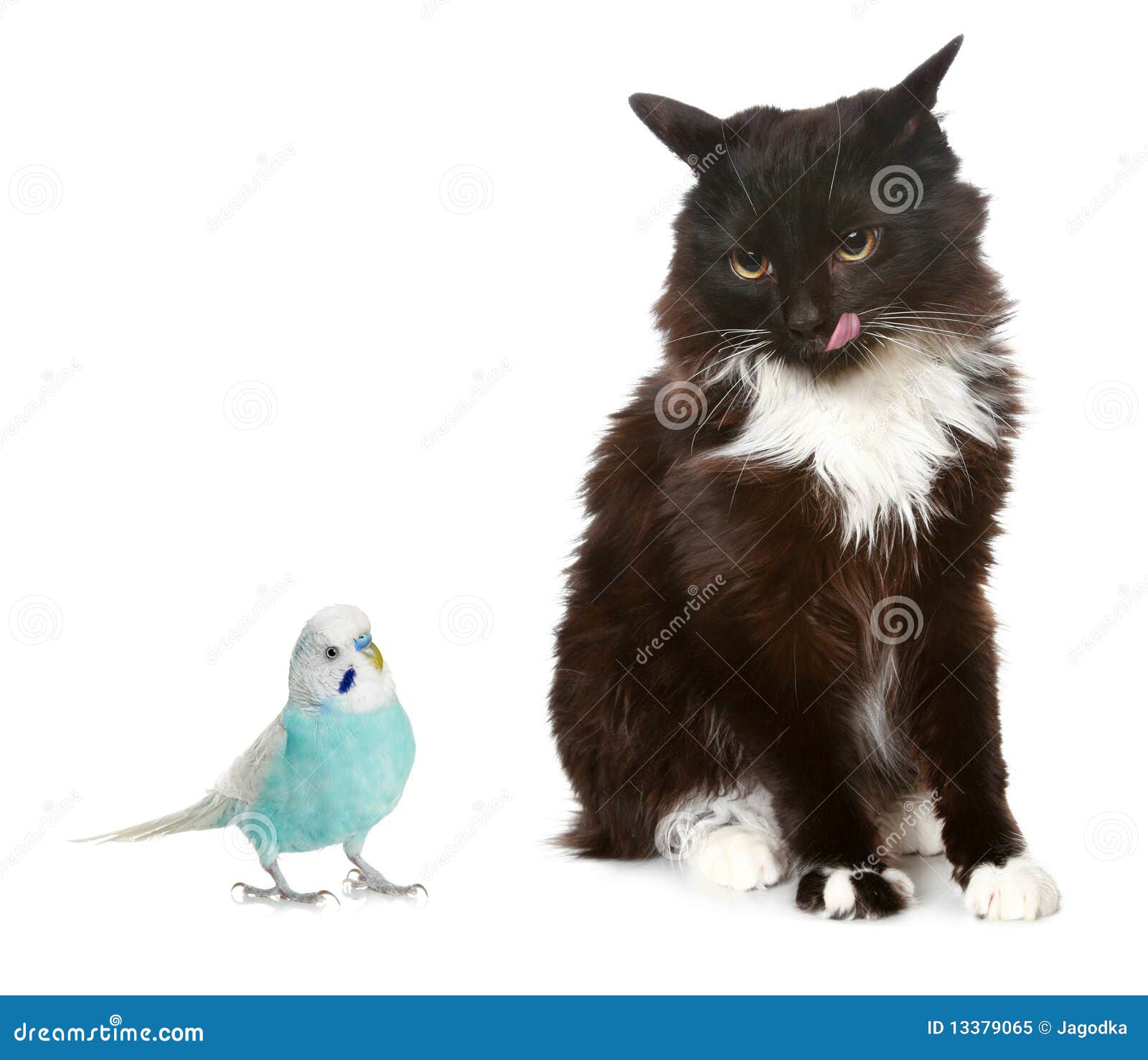 Black cat and blue parrot stock image. Image of small - 13379065