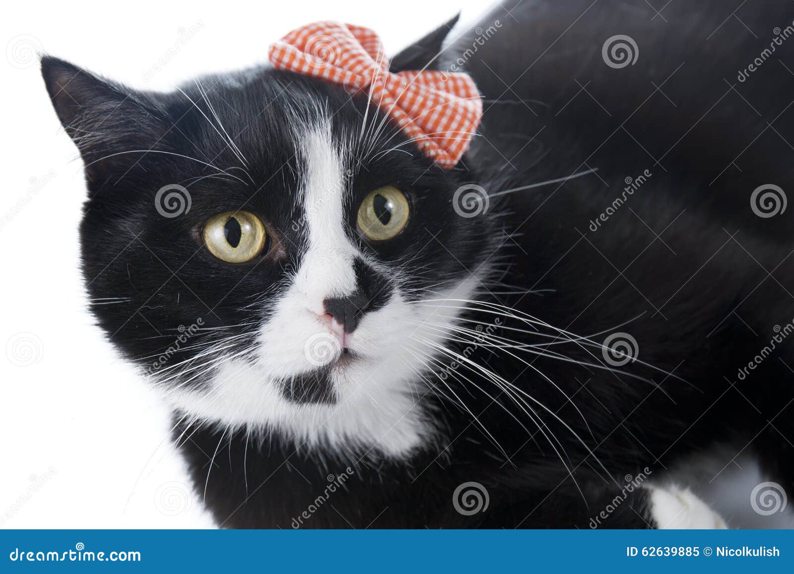 Black cat with a bow stock image. Image of animals, fluffy - 62639885