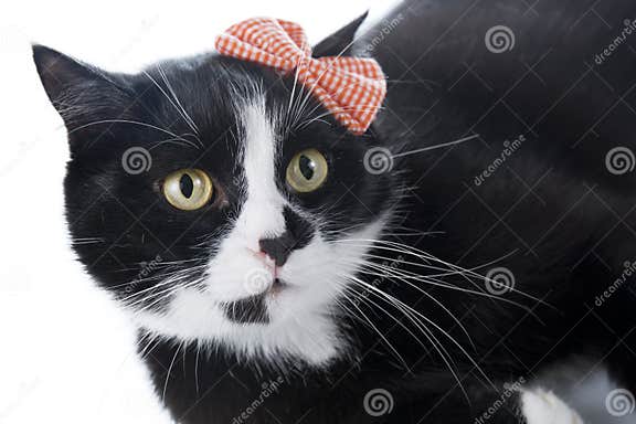 Black cat with a bow stock image. Image of animals, fluffy - 62639885