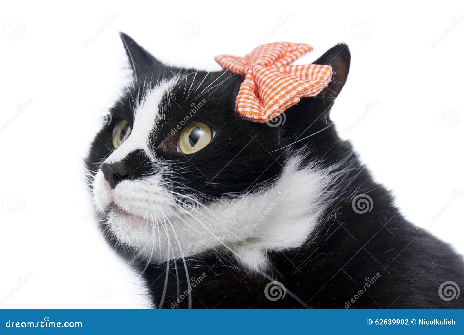 Black cat with a bow stock photo. Image of fluffy, veterinarian - 62639902