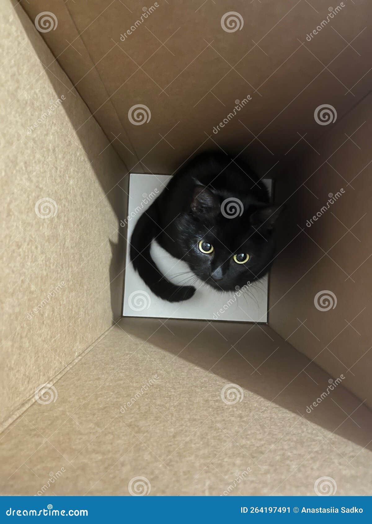 Black cat in a box stock image. Image of animal, floor - 264197491